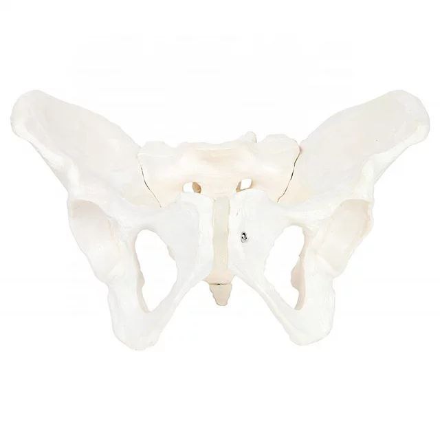 Pelvis Anatomy Model – drtobe