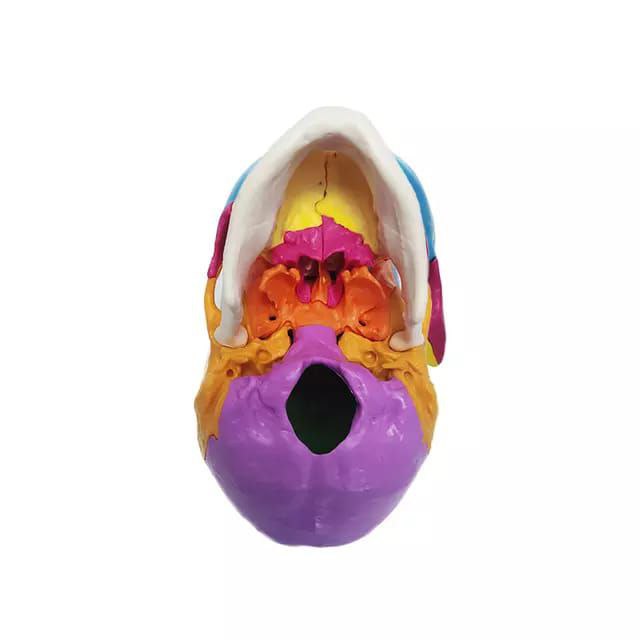 Skull Colored Anatomy Model – drtobe