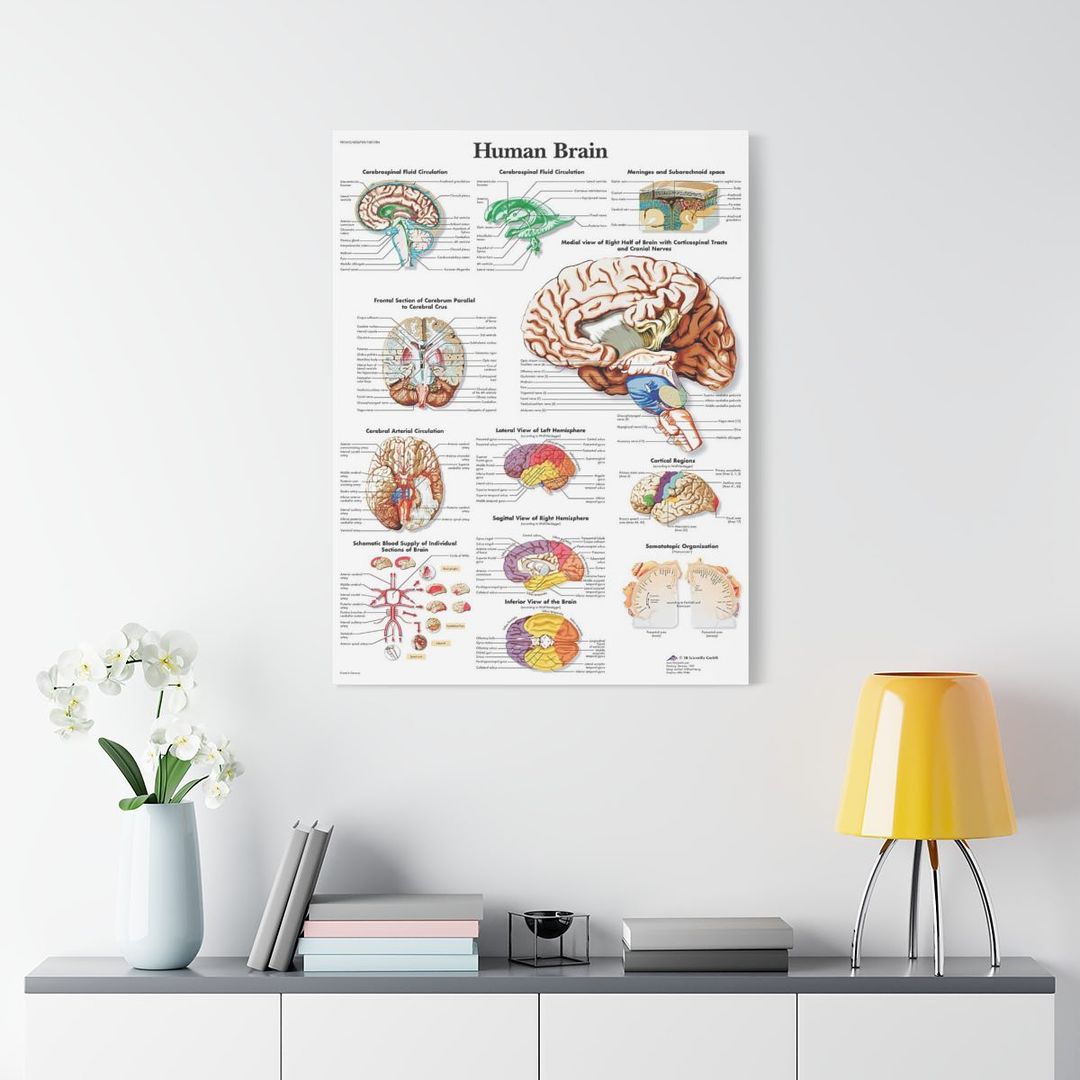 Brain Anatomy Canva – drtobe