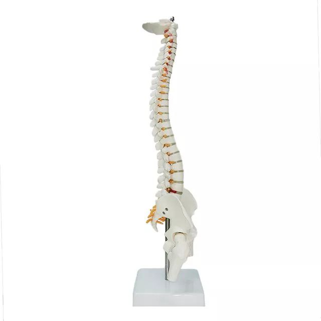 Spine Anatomy Model – drtobe