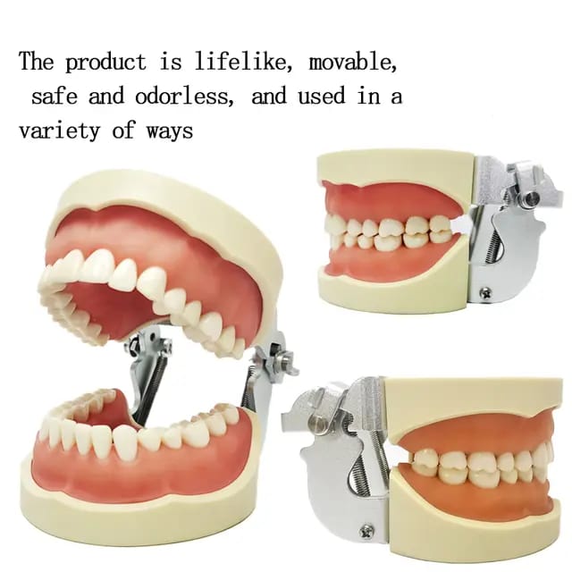 Dentoform Model – drtobe