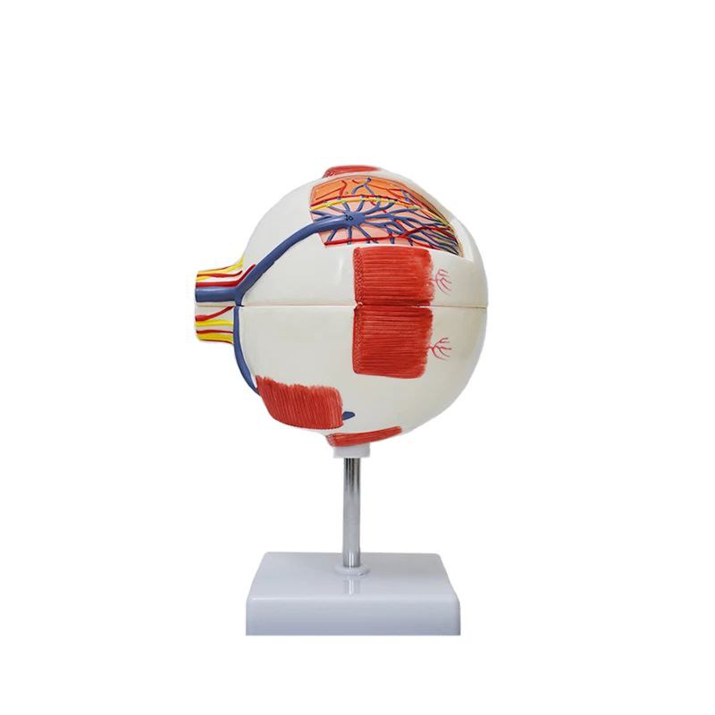 Eye Anatomy Model – drtobe
