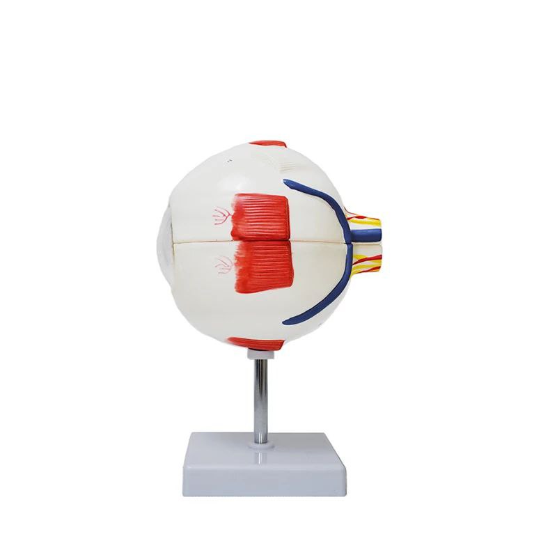 Eye Anatomy Model – drtobe