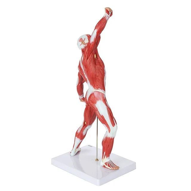 Muscle Anatomy system Model – drtobe