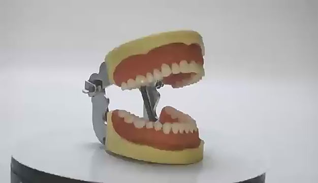 Dentoform Model – drtobe