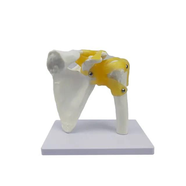 Shoulder Anatomy Model – drtobe