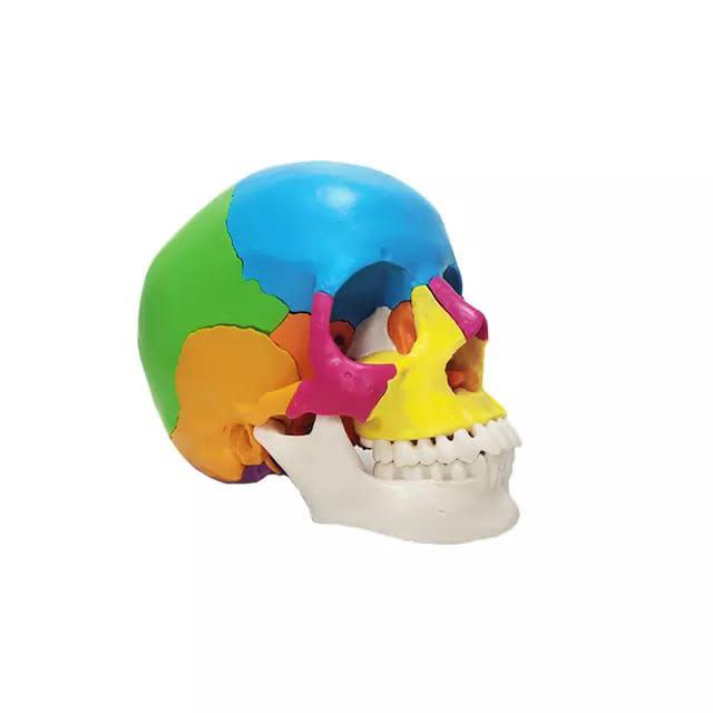 Skull Colored Anatomy Model – drtobe